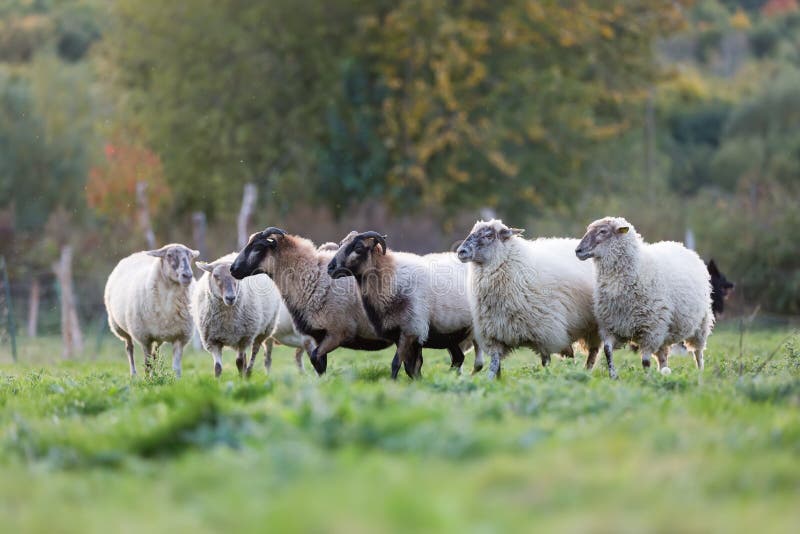 Pack of Sheep with on the Pasture Stock Image - Image of flock, field ...
