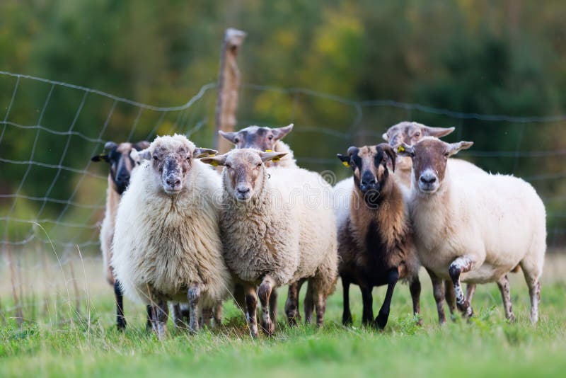 Pack of Sheep with on the Pasture Stock Image - Image of willow, pack ...