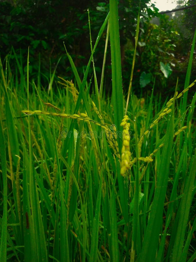 A Picture of Paddy in the Chin Stock Photo - Image of prairie, grass ...