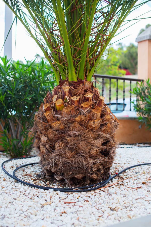 Palm tree in garden stock image. Image of caribbean - 105772995