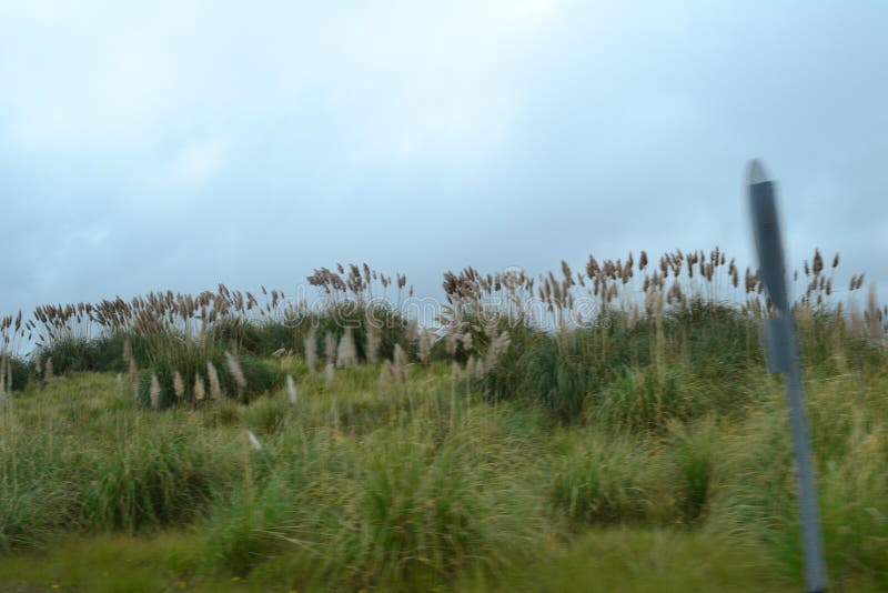 Picture Natural Panoramic Random Well Lit Stock Image - Image of animal ...