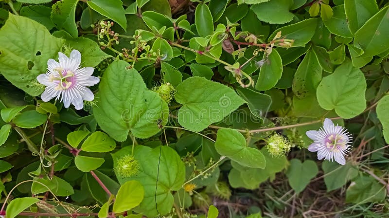 A Picture of Passiflora Foetida Plant Stock Photo - Image of plant ...