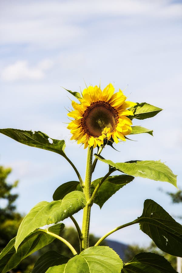 Sunflowers Patch in the Garden Stock Image - Image of gardening ...