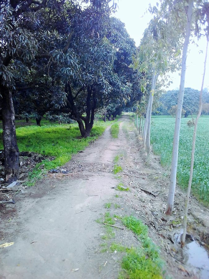 Picture of the Path of the Farm of the Indian Village Stock Photo ...