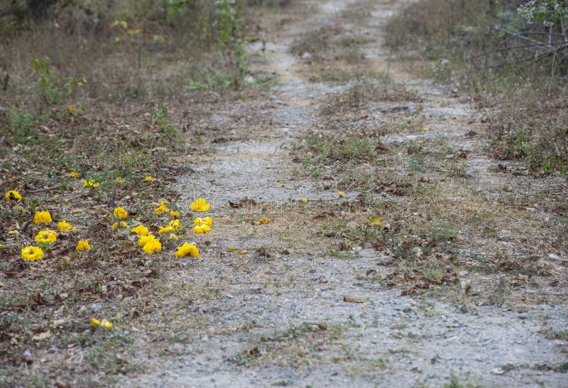 Picture of a Path on Outdoor Ground Stock Photo - Image of season, path ...