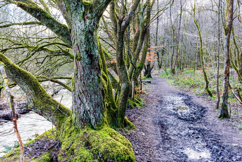 Path by the River Next To Moss-covered Trees Stock Photo - Image of ...
