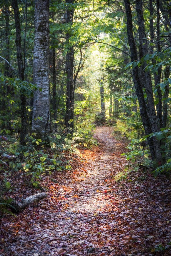 Path through woods in fall stock image. Image of hike - 3528921