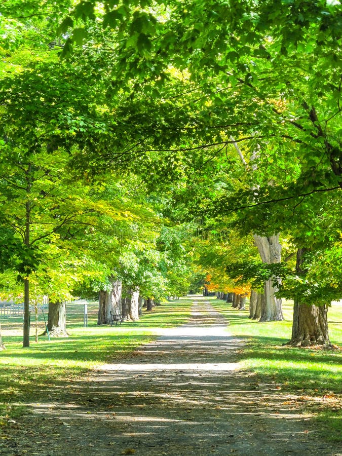 Pathway through the trees stock image. Image of environment - 215021283