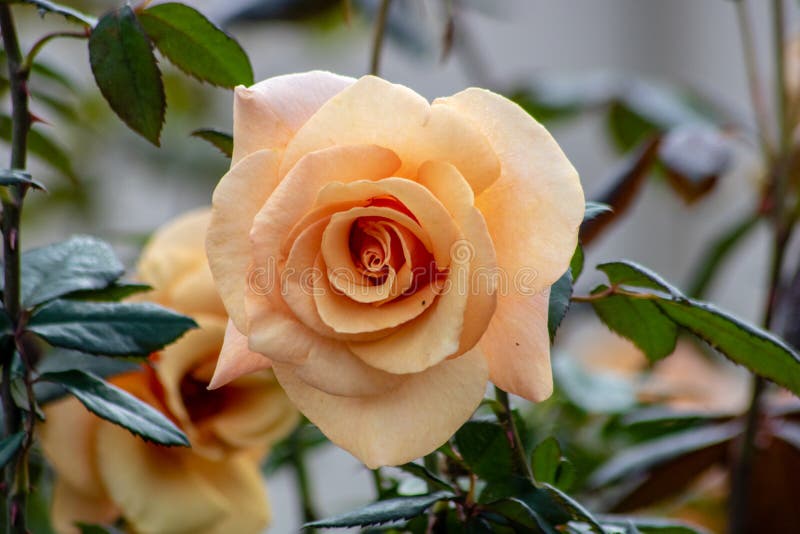 Peach colored rose stock image. Image of fauna, floral - 137690981