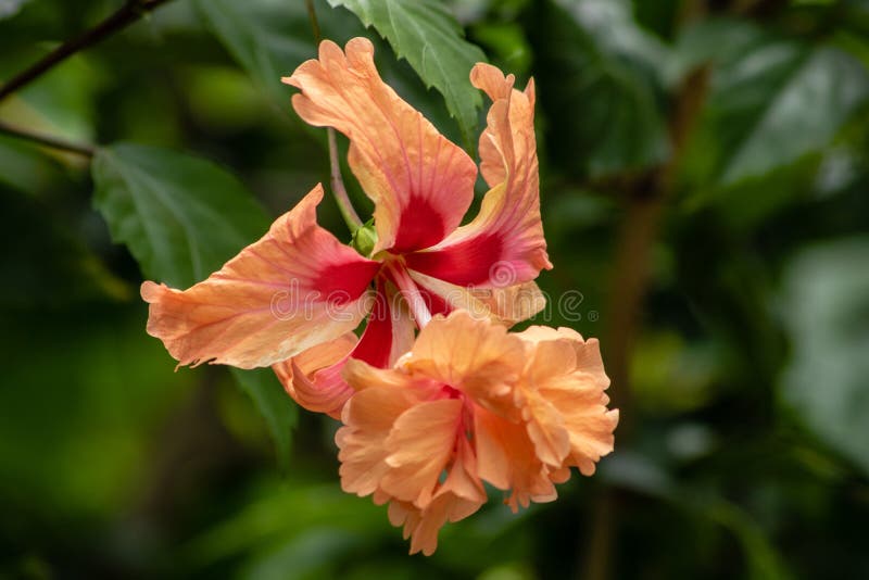Peach double hibiscus stock image. Image of bloom, flower - 128021729