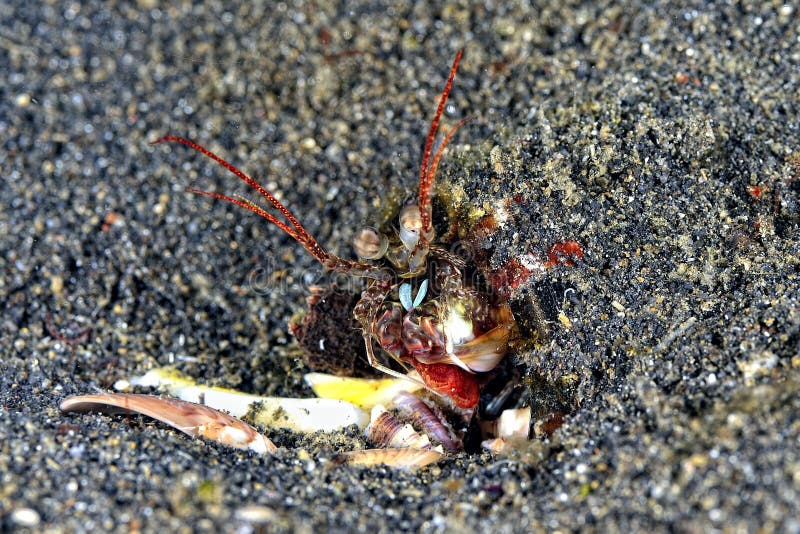 A Picture of a Peacock Mantis Shrimp Stock Photo - Image of bali, green ...