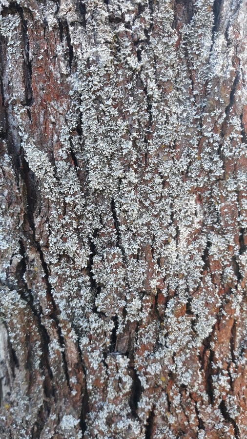 Pear tree texture stock image. Image of texture, pear - 113240309