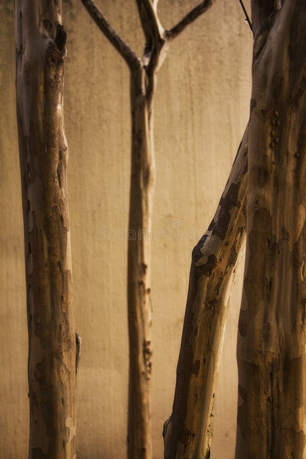 Peeling Tree Bark on Group of Trees Stock Image - Image of texture ...