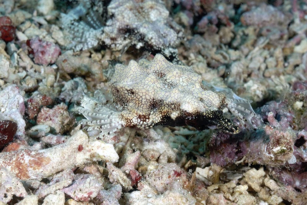 A Picture of a Pegasus Fish Stock Image - Image of macro, colorful ...