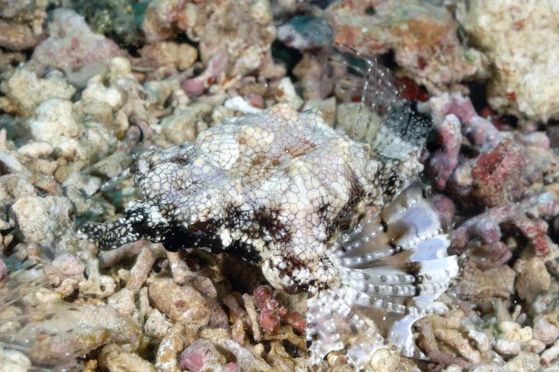 A Picture of a Pegasus Fish Stock Photo - Image of asia, pacific: 216489554