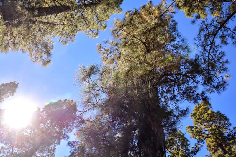 Pine Tree View stock image. Image of summer, green, nature - 106307449