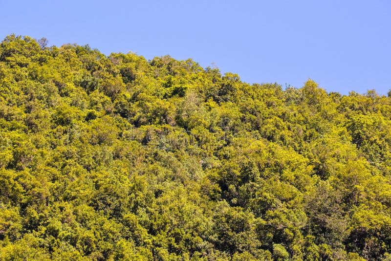 Pine Tree View stock photo. Image of background, tree - 106315290