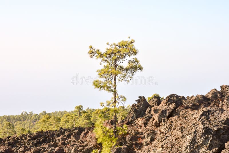 Pine Tree View stock photo. Image of wood, landscape - 106382114