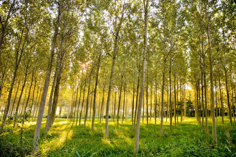 Pine Tree View stock image. Image of nature, texture - 122201083