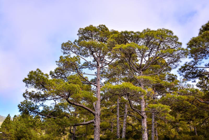 Pine Tree View stock photo. Image of pine, beautiful - 139599134