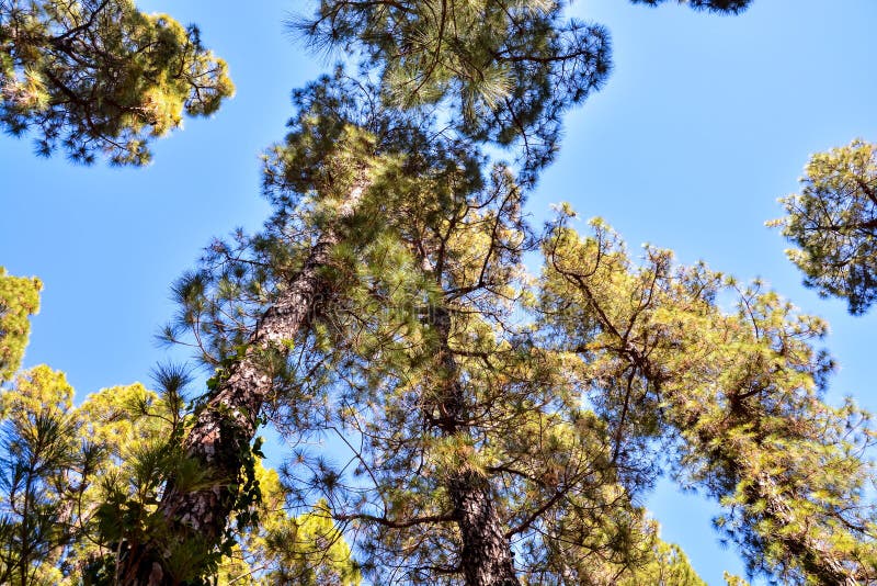 Pine Tree View stock photo. Image of looking, trunk - 157620598