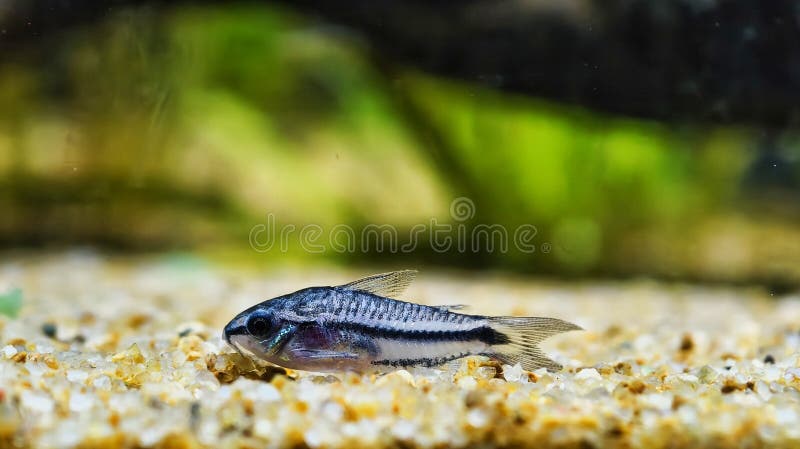 A Picture of Pygmy Cory Catfish Stock Image - Image of underwater ...