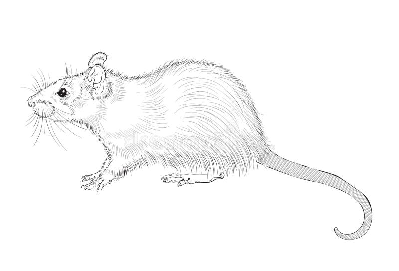 Stylised rat illustration stock vector. Illustration of astronomy ...