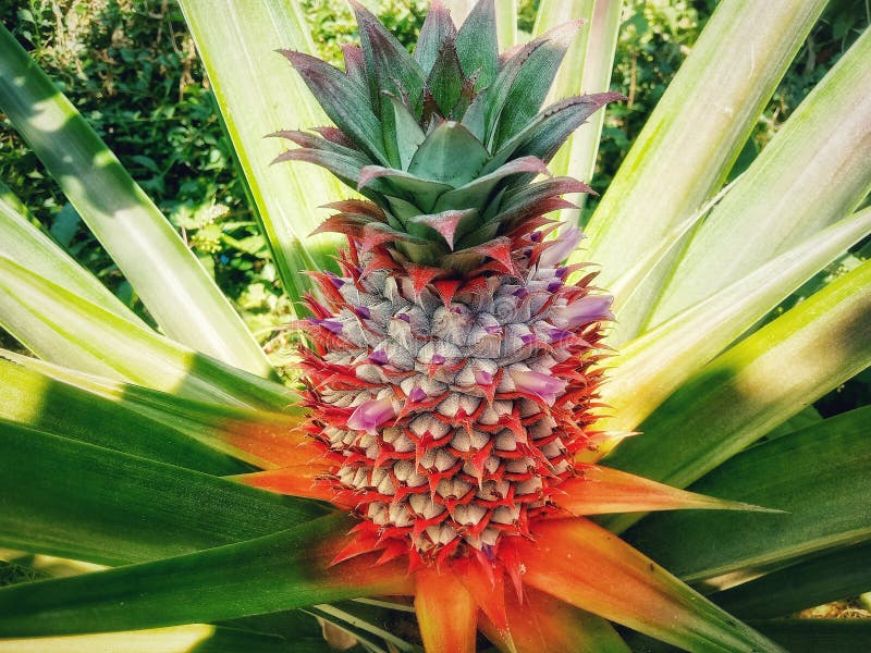 Picture of Pineapple with Beautiful Colors Stock Image - Image of ...