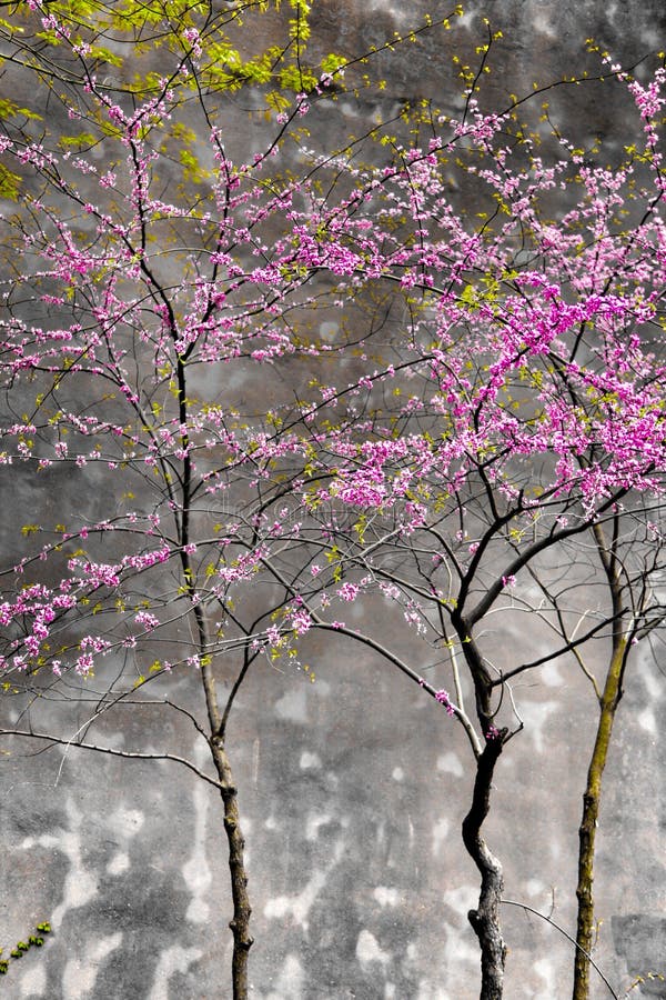Pink Budding Trees in the Spring Stock Photo - Image of pink, gray ...