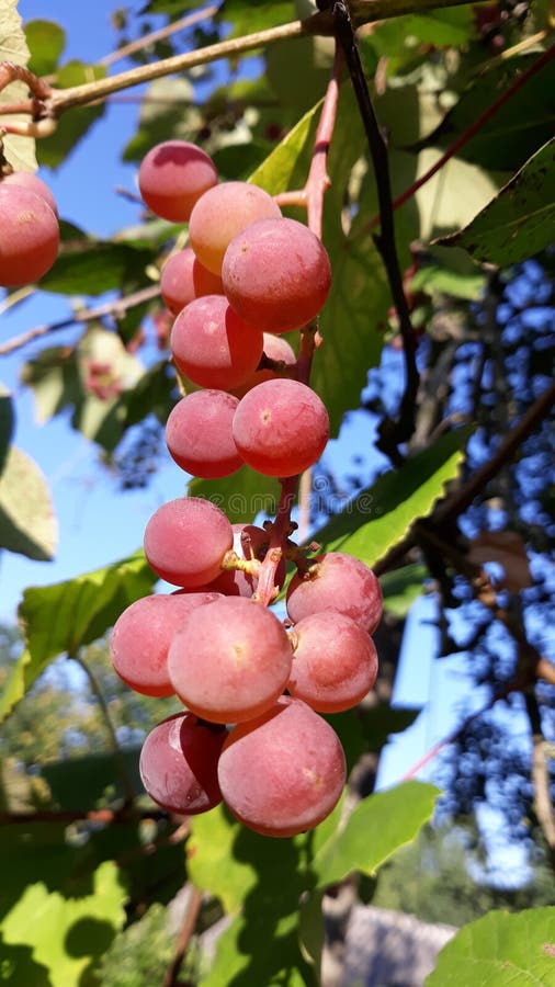 Pink grape stock photo. Image of sunny, grape, pink - 123604204
