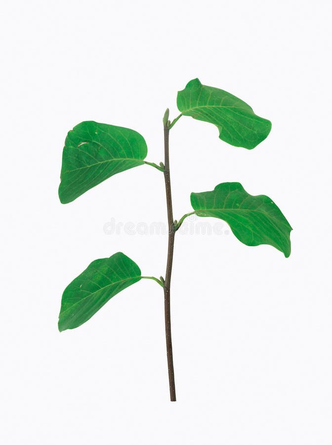 Picture of Plants stock image. Image of leaf, stalk, close - 678093