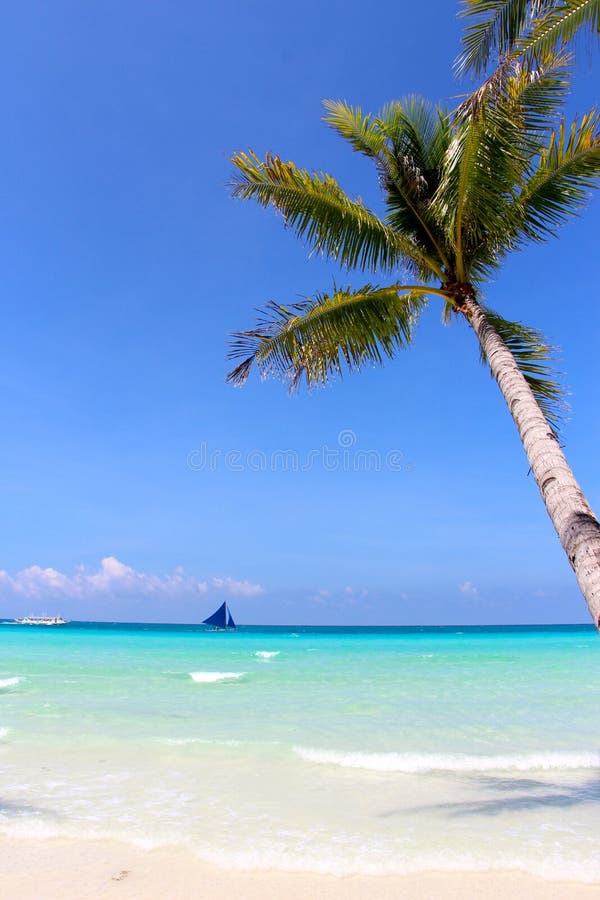 Picture Post Card Palm Tree Stock Photo - Image of landscape, bankas ...