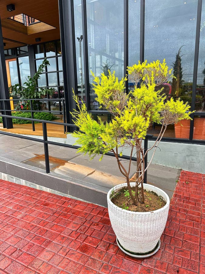 Picture of Potted Plants in Front of the Store Stock Photo - Image of ...