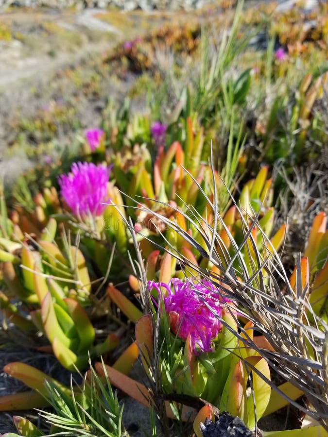 Ice plant flower stock photo. Image of plant, pretty - 110221128