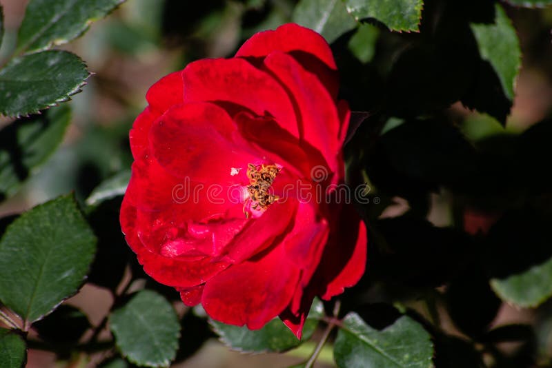 Pretty red rose stock image. Image of environment, garden - 202507401