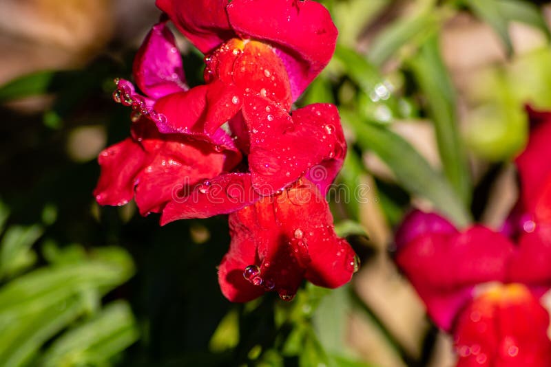 Red snapdragon stock photo. Image of floral, rain, petal - 173454144