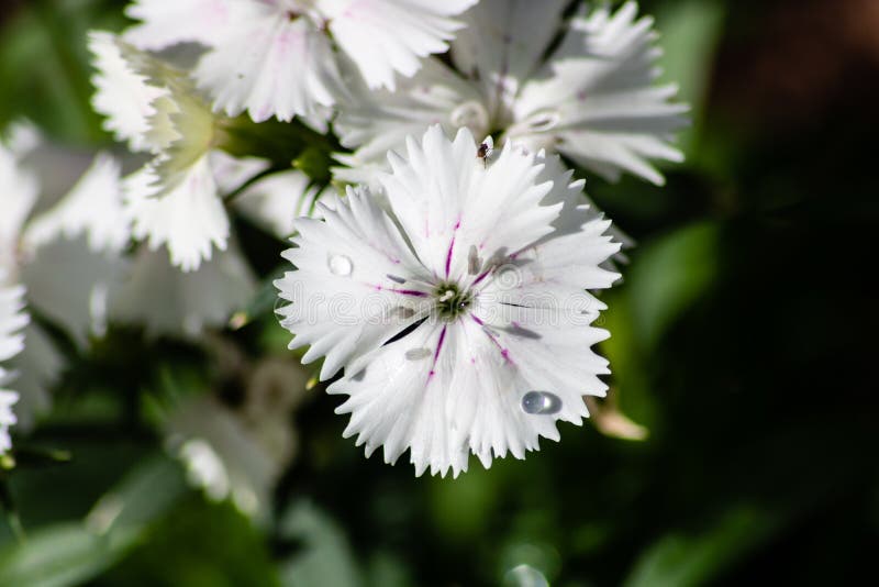 White dianthus stock photo. Image of floral, flora, botanical - 173454856