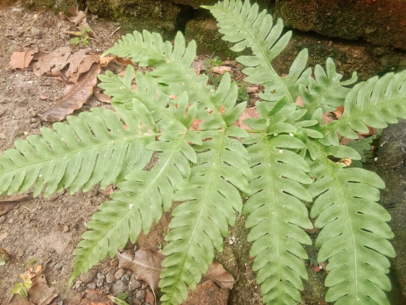 Rem Wallpaper Stock Photos - Free & Royalty-Free Stock Photos from ...