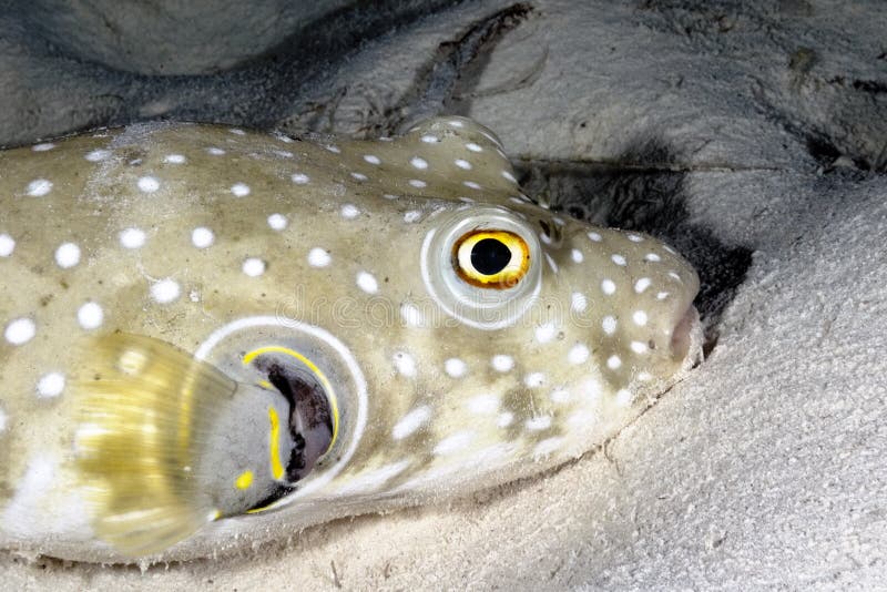A picture of a puffer fish stock photo. Image of australia - 223954250