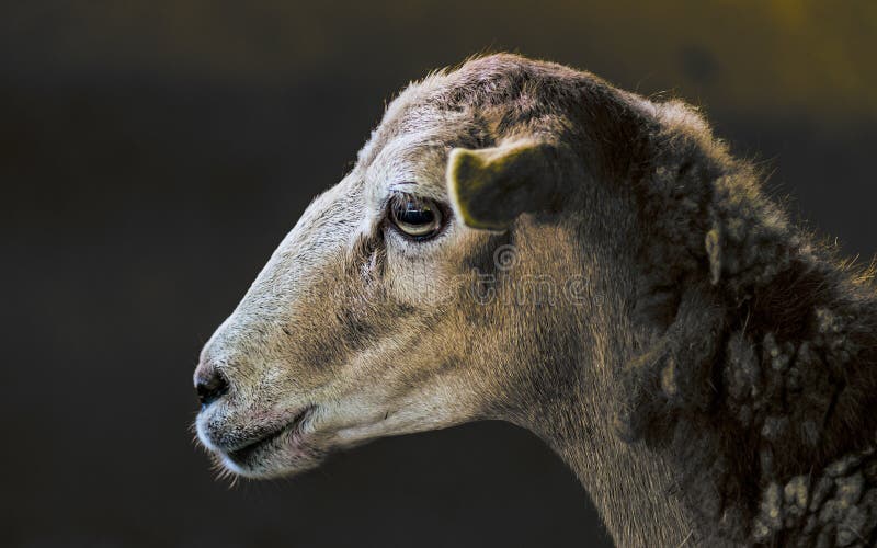 472 Side View Sheep Head Stock Photos - Free & Royalty-Free Stock ...