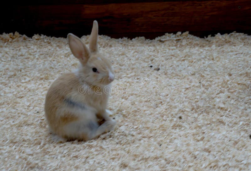 Picture Rabbit Sits on a Haystack in the Farm Stock Image - Image of ...