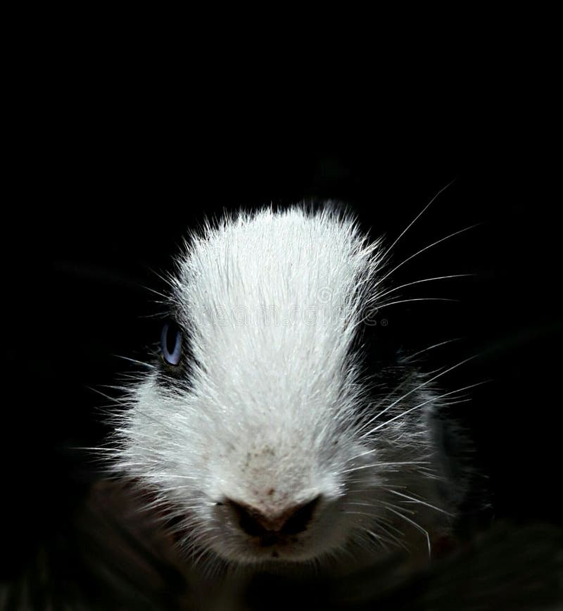 Wildlife stock image. Image of wildlife, rabbit, amazing - 135540071