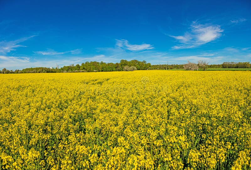 Picture of Field in Spring in Typical Bright Yellow Color Stock Image ...
