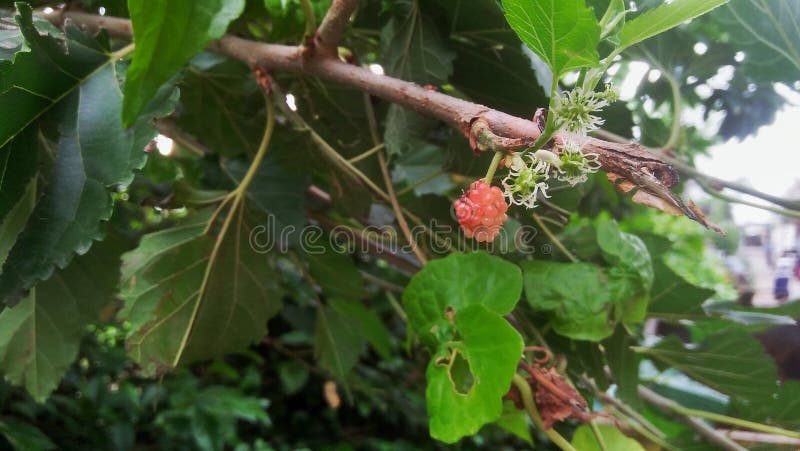 A picture of raspberry stock image. Image of raspberry - 302153191