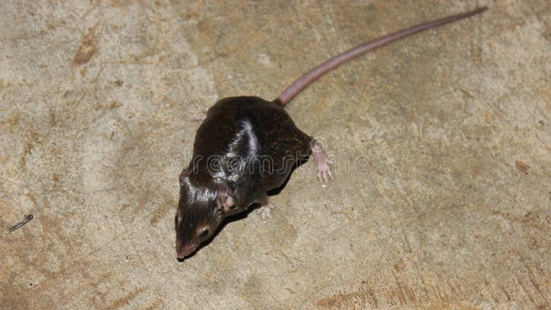 A Picture of Rat on Floor in the House Stock Photo - Image of animal ...