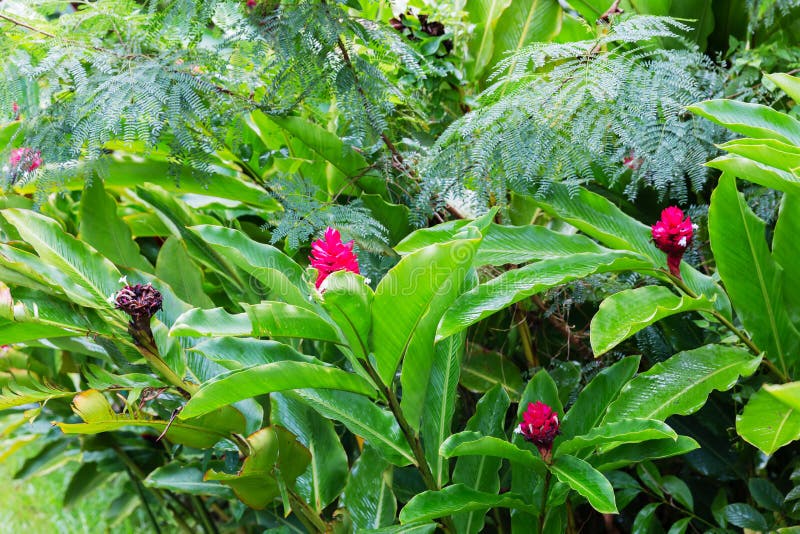 Red Ginger Shrub on Oahu, Hawaii Stock Image - Image of states, blossom ...