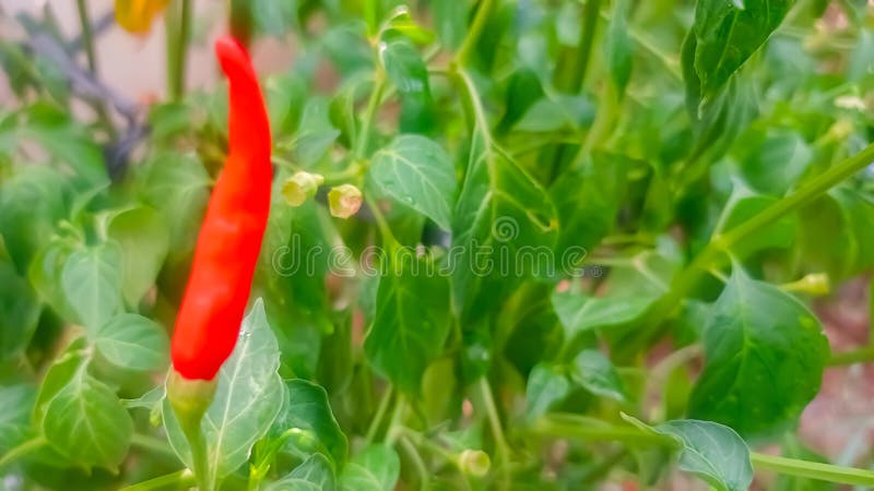 A Picture of Red Hot Chili or Cabe Rawit Stock Photo - Image of rawit ...
