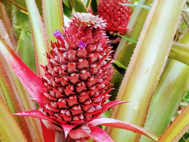 The Picture of Red Pineapple or Ananas Comosus Stock Image - Image of ...