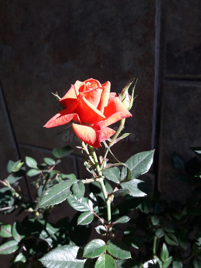 Red rose saturated color stock photo. Image of garden - 111690086
