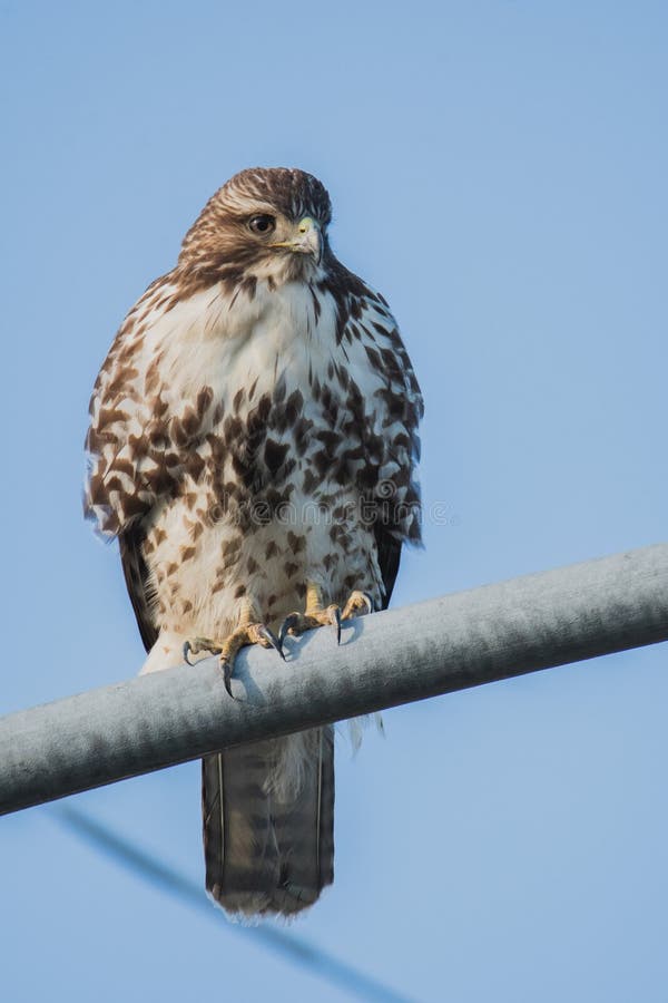 A Picture of a Red-tailed Hawk Perching on the Lighting Pole. Stock ...